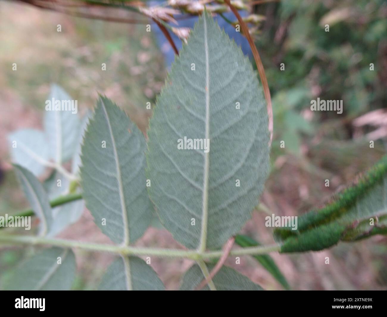 Harsh Downy-rose (Rosa tomentosa) Plantae Stock Photo - Alamy