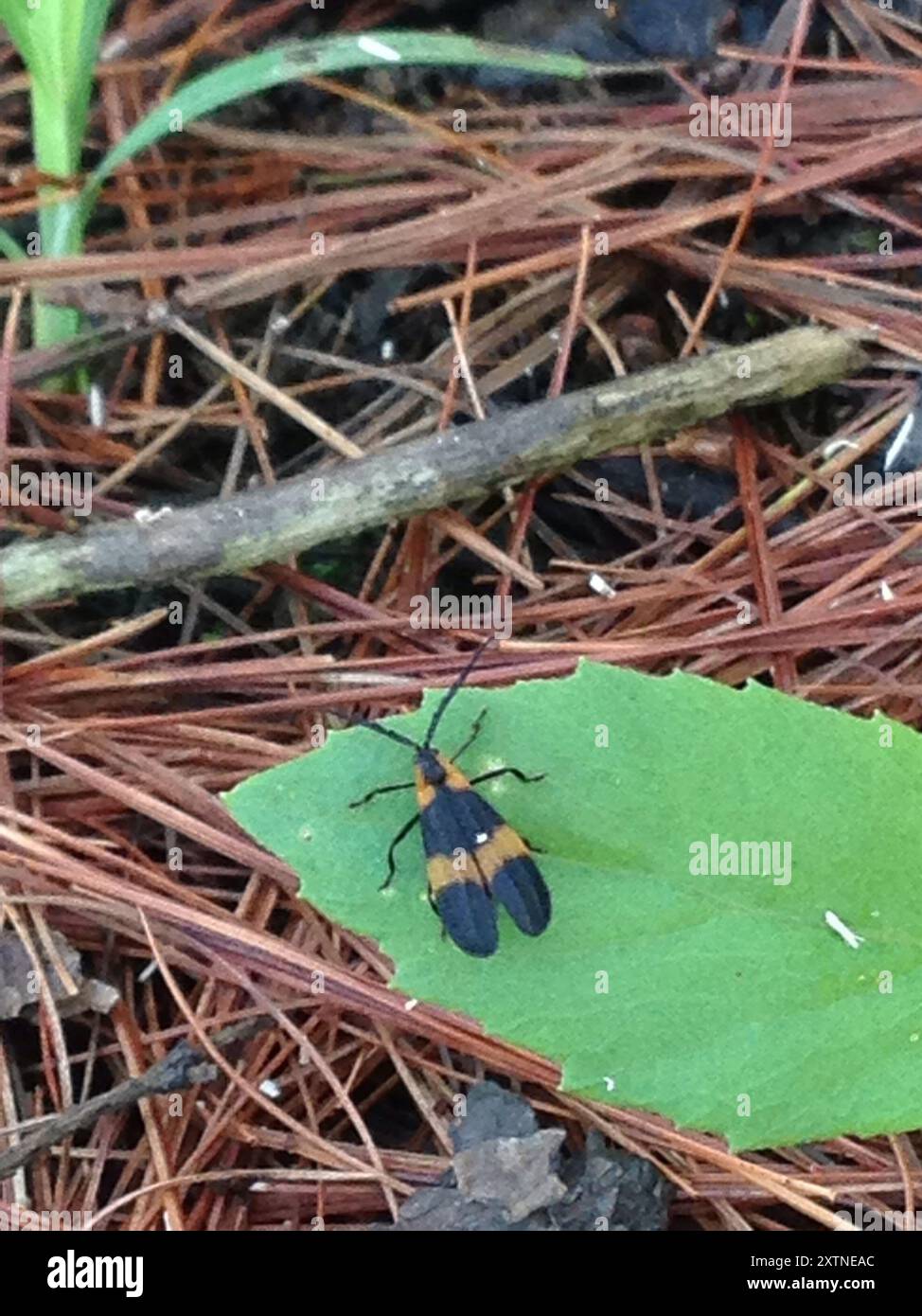 Reticulated Net-winged Beetle (Calopteron reticulatum) Insecta Stock ...