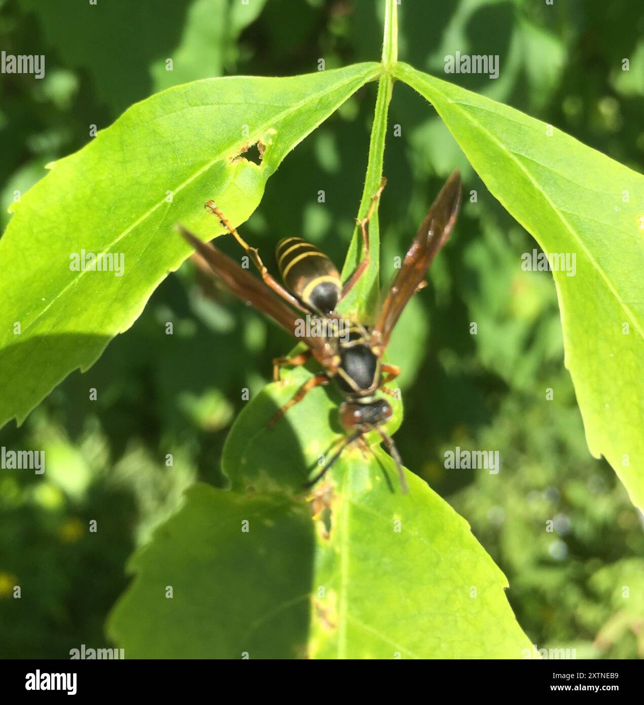 Northern Paper Wasp (Polistes fuscatus) Insecta Stock Photo - Alamy