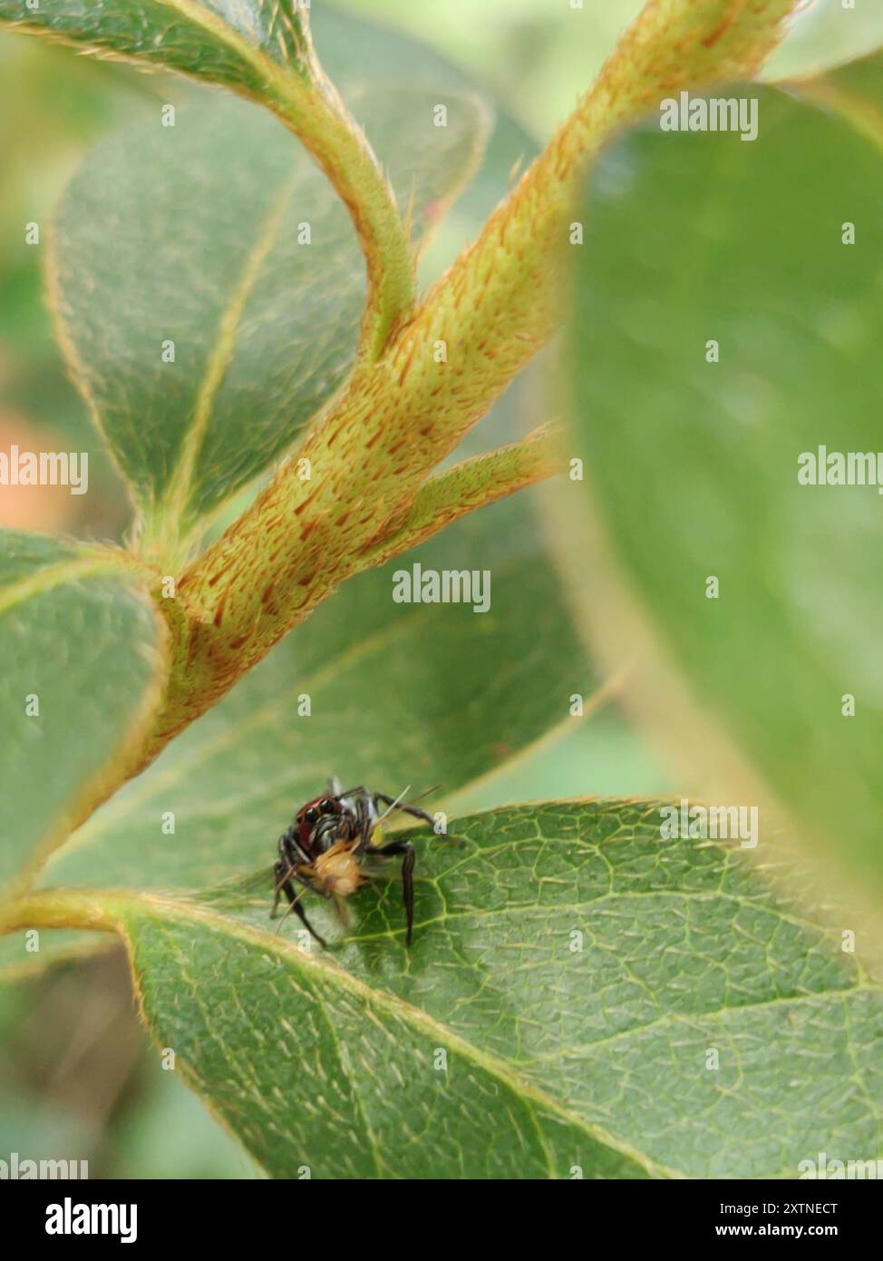 Sylvan Jumping Spider (Colonus sylvanus) Arachnida Stock Photo - Alamy