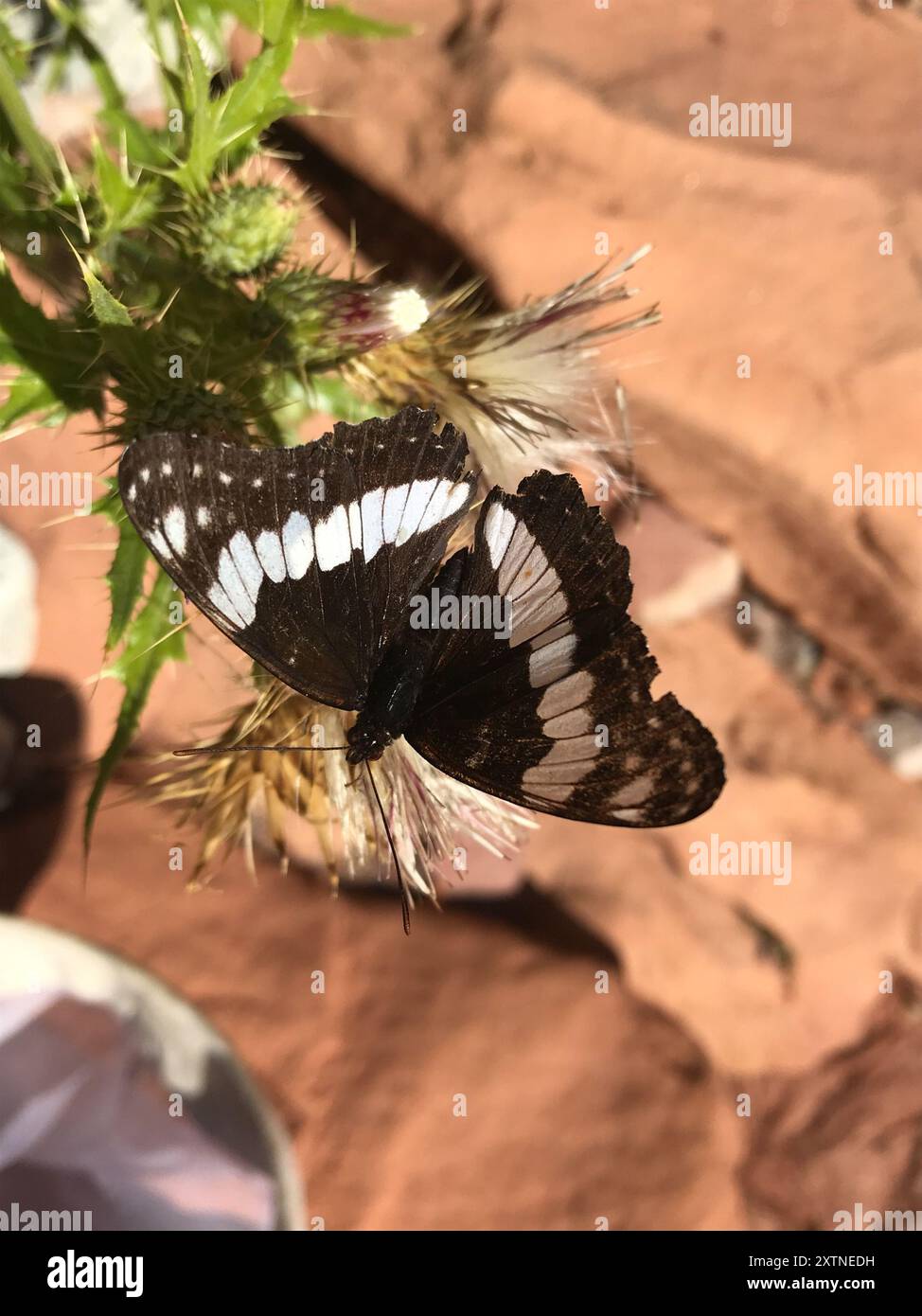 Weidemeyers admiral hi-res stock photography and images - Alamy