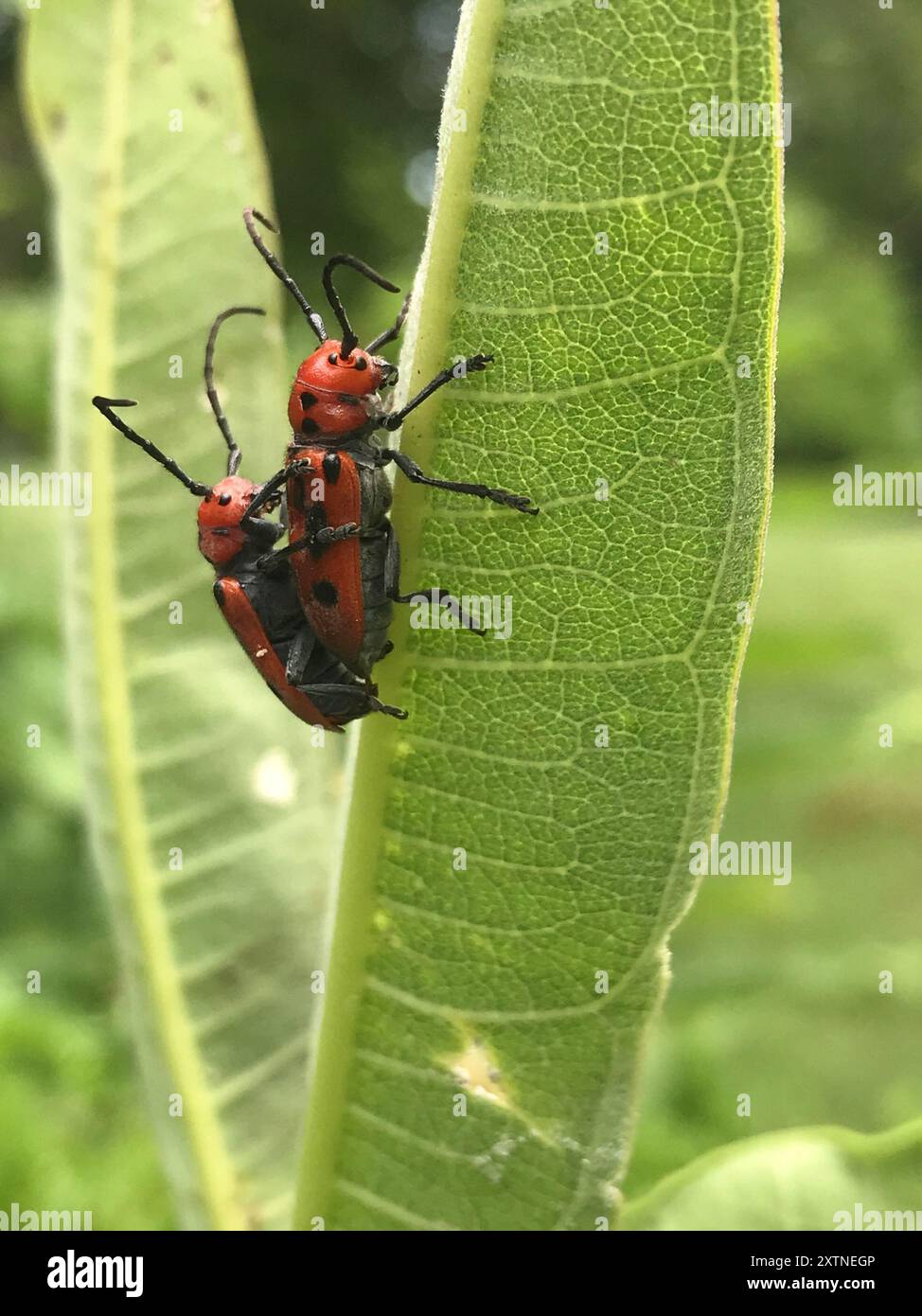 Red Milkweed Beetle (Tetraopes tetrophthalmus) Insecta Stock Photo - Alamy