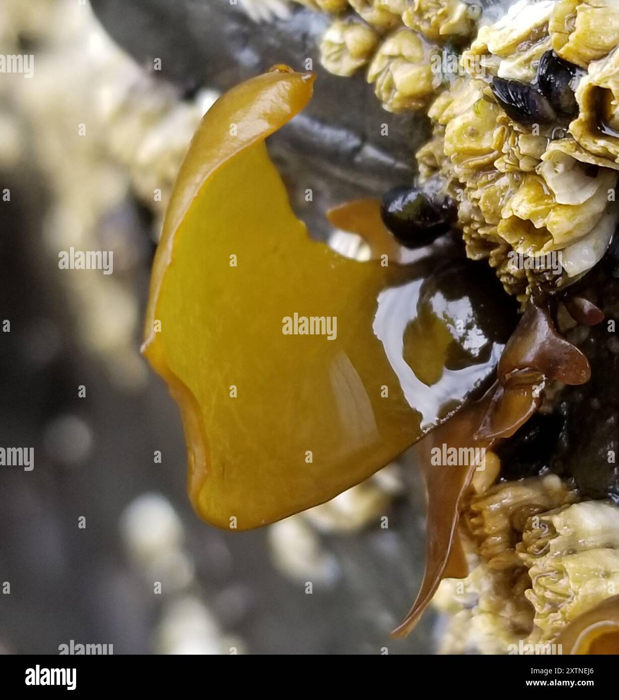 Algae plantae hi-res stock photography and images - Alamy