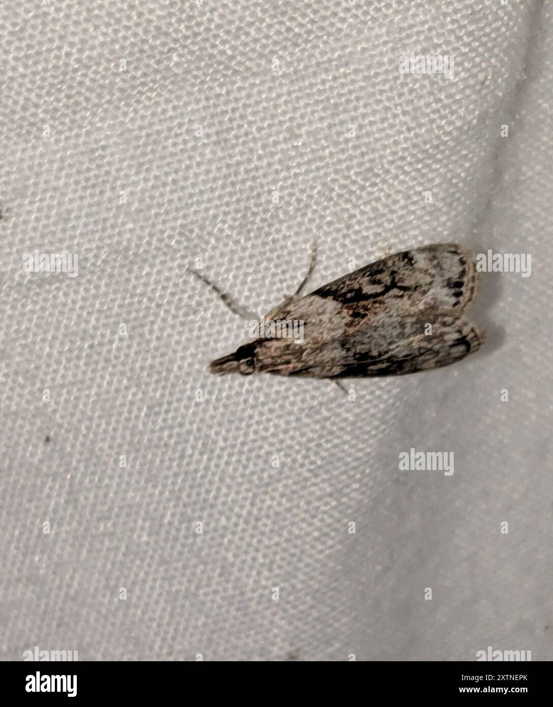 Double-striped Scoparia Moth (Scoparia biplagialis) Insecta Stock Photo ...