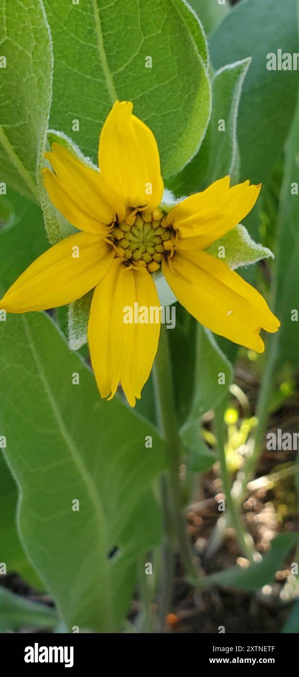 Woolly wyethia hi-res stock photography and images - Alamy
