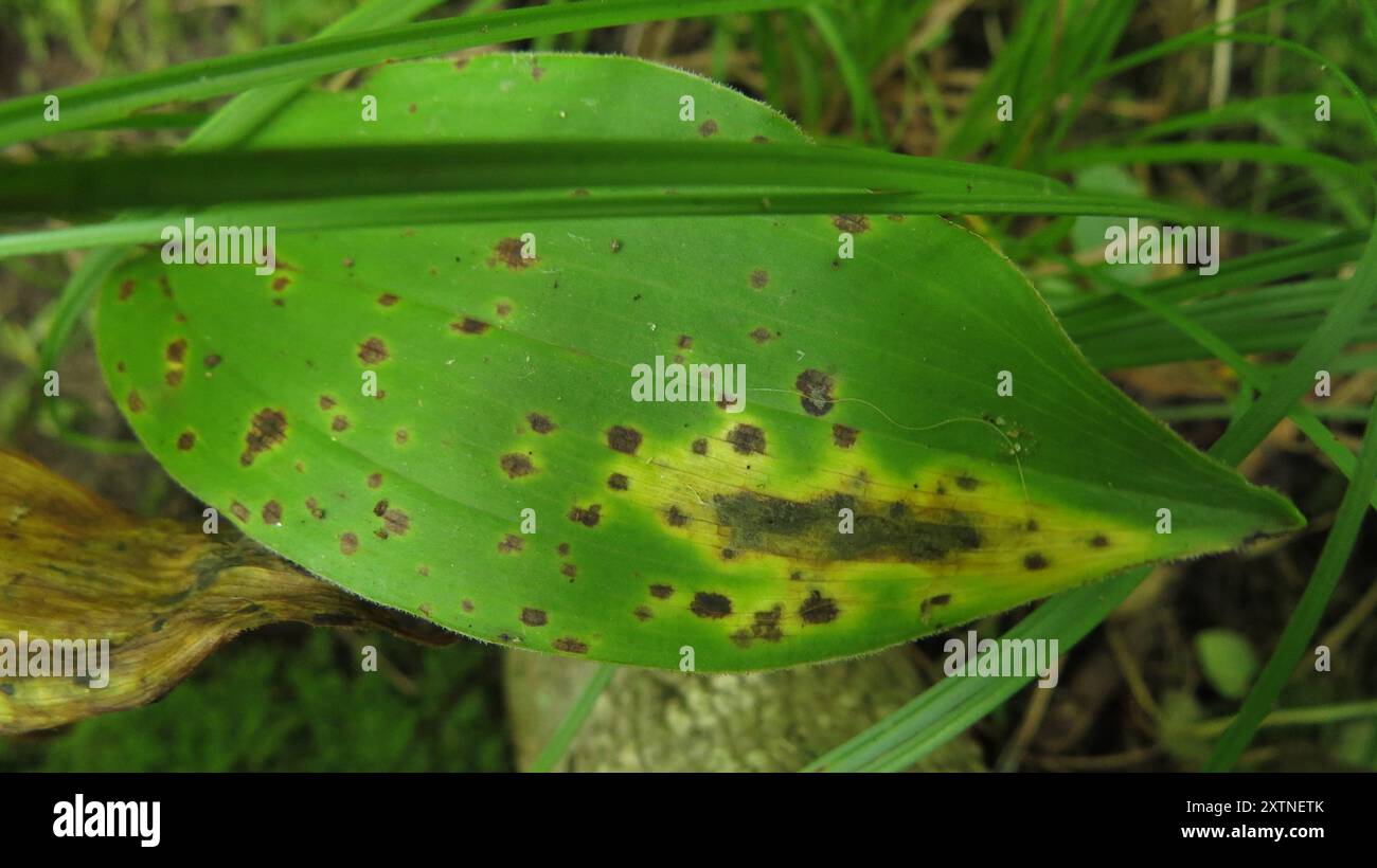 (Phyllosticta convallariae) Fungi Stock Photo - Alamy