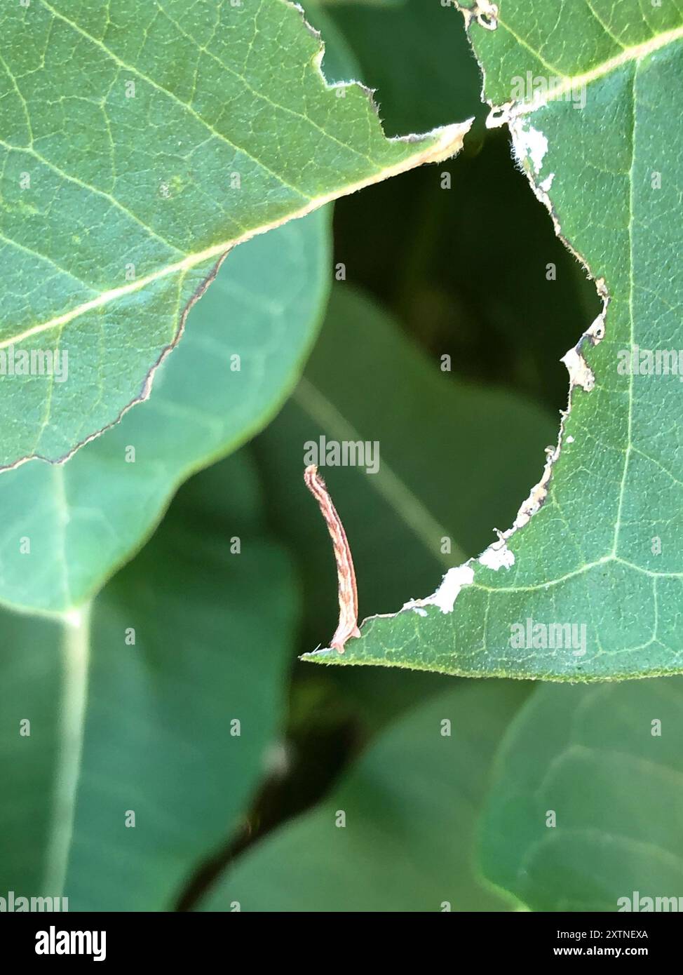 Geometer Moths (Geometridae) Insecta Stock Photo - Alamy