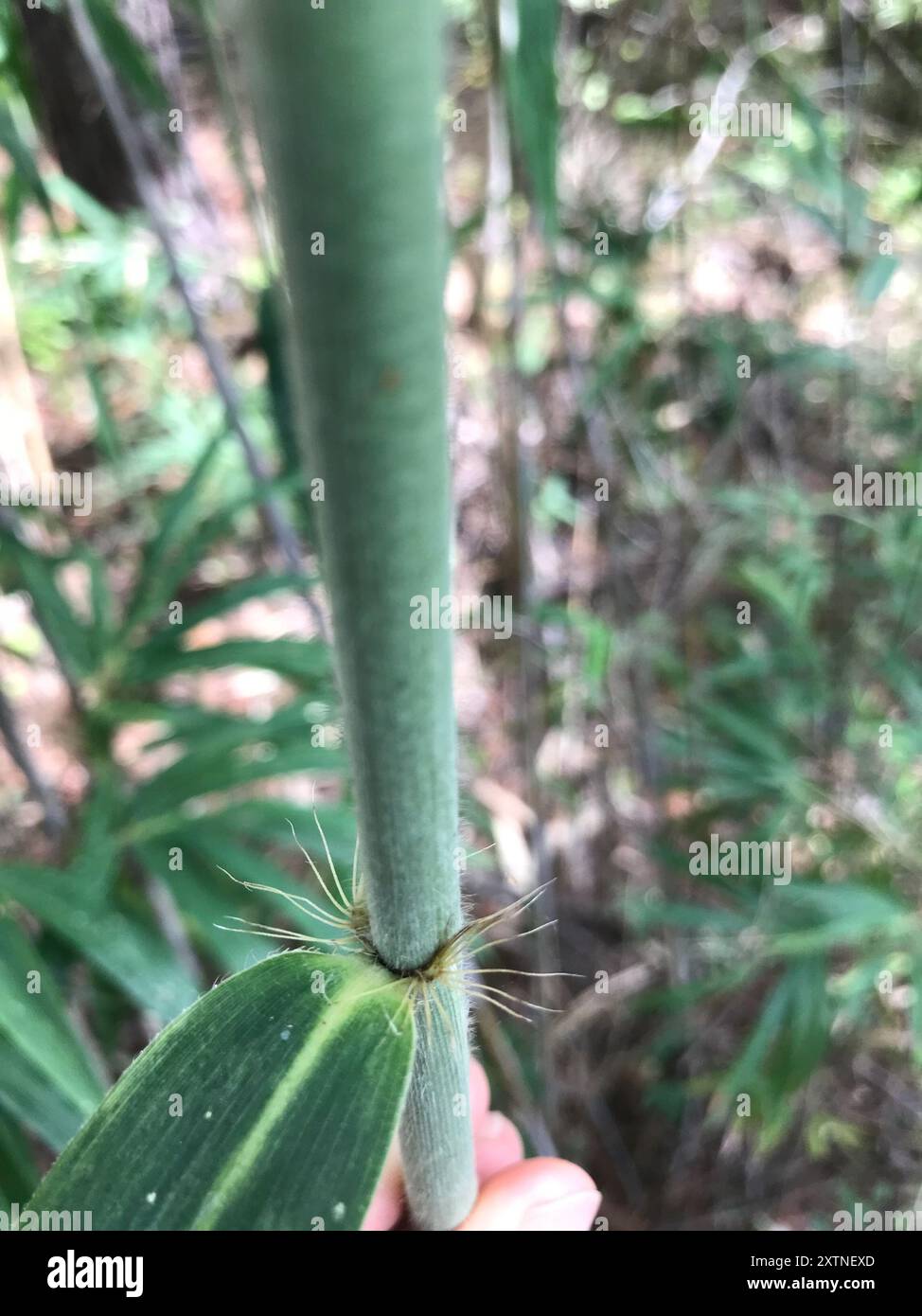 switch cane (Arundinaria tecta) Plantae Stock Photo - Alamy
