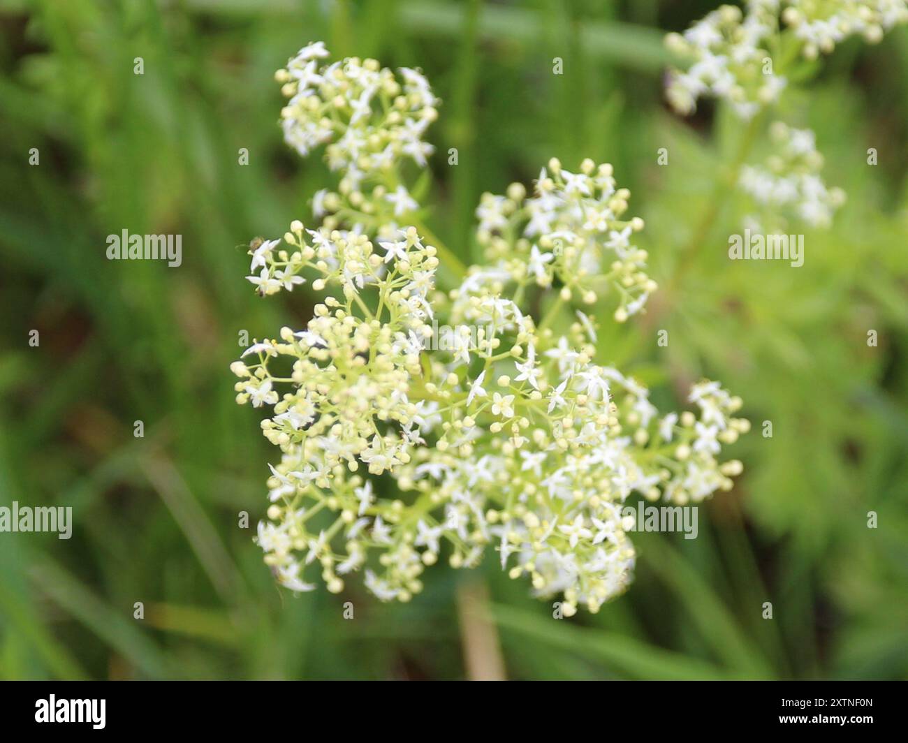 white bedstraw (Galium album) Plantae Stock Photo - Alamy