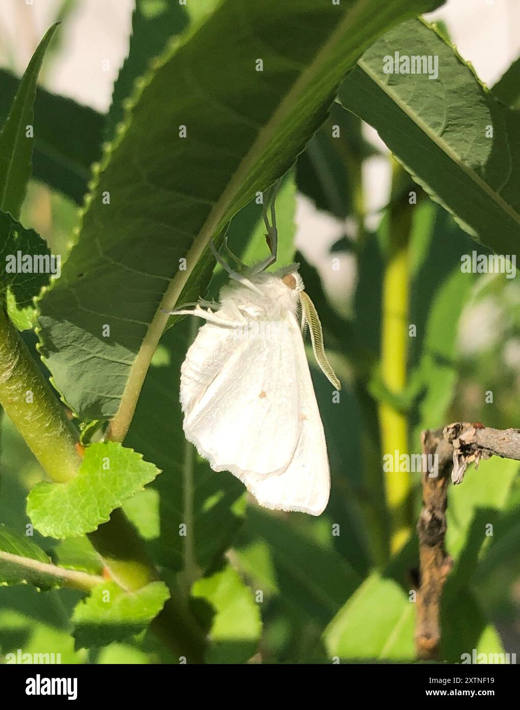Ennomos subsignaria hi-res stock photography and images - Alamy