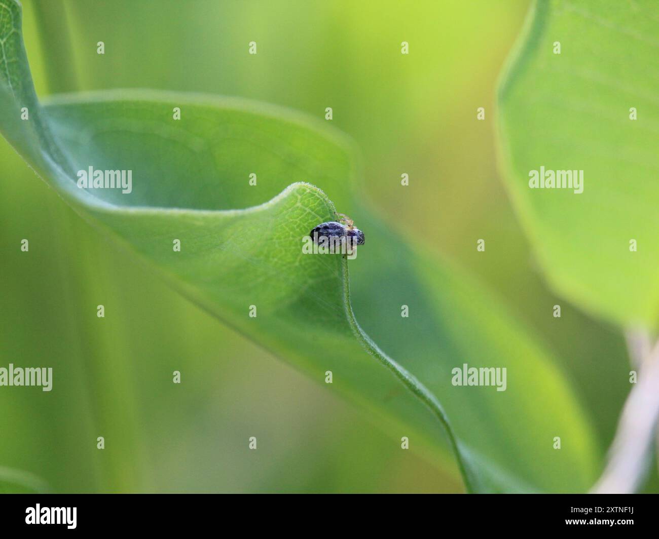 White cheeked jumping spider hi-res stock photography and images - Alamy