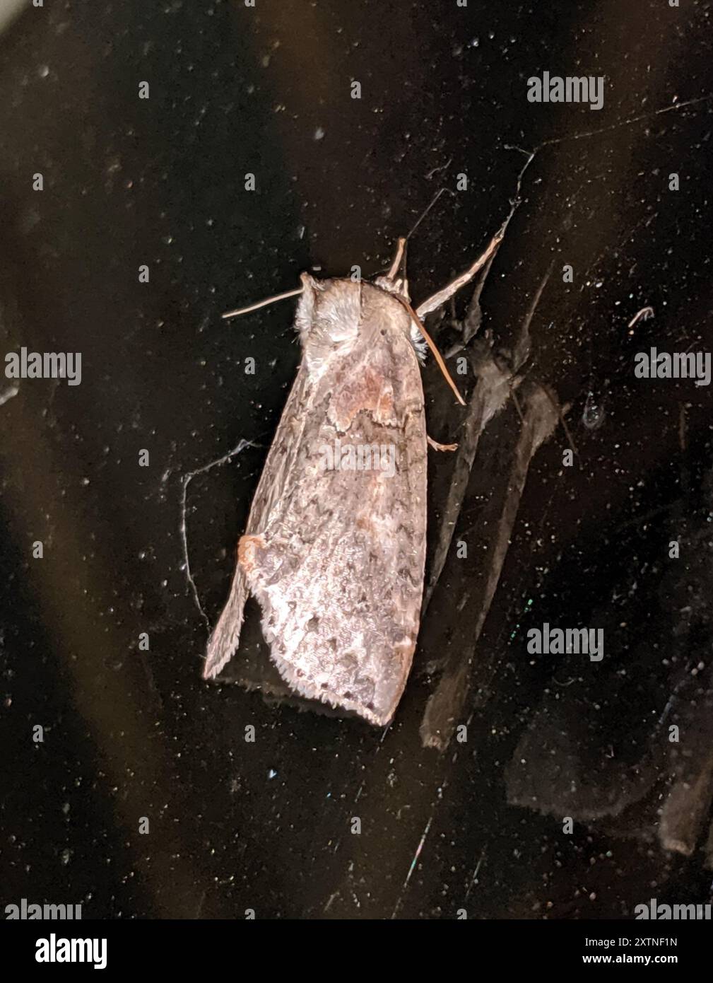 Tufted Thyatirine Moth (Pseudothyatira cymatophoroides) Insecta Stock ...