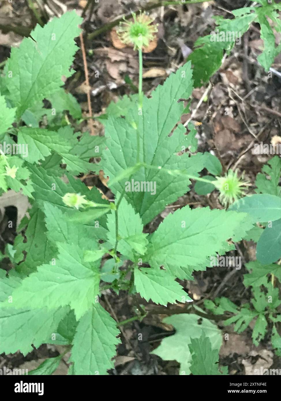 white avens (Geum canadense) Plantae Stock Photo - Alamy