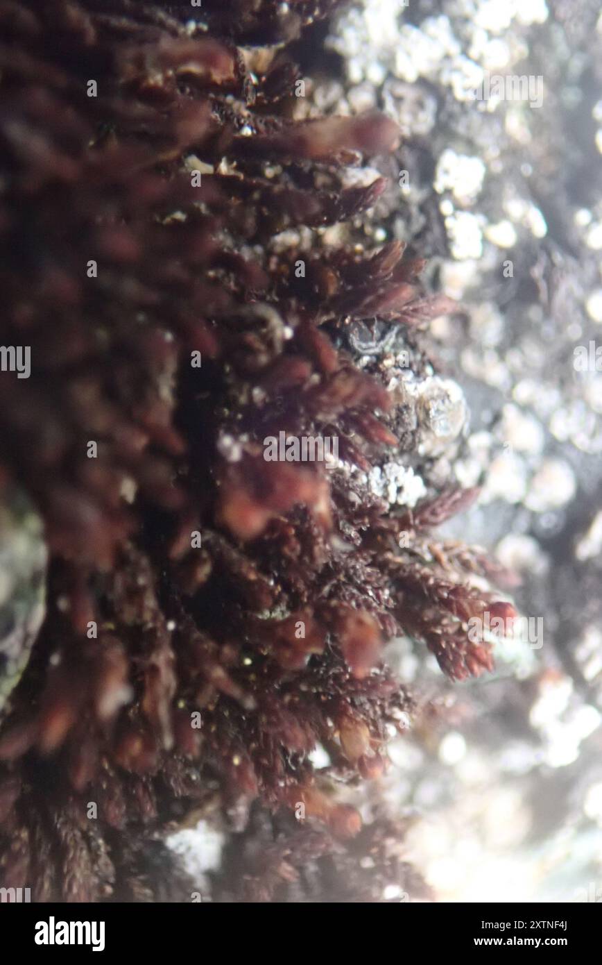 Black Rock Moss (Andreaea rupestris) Plantae Stock Photo - Alamy