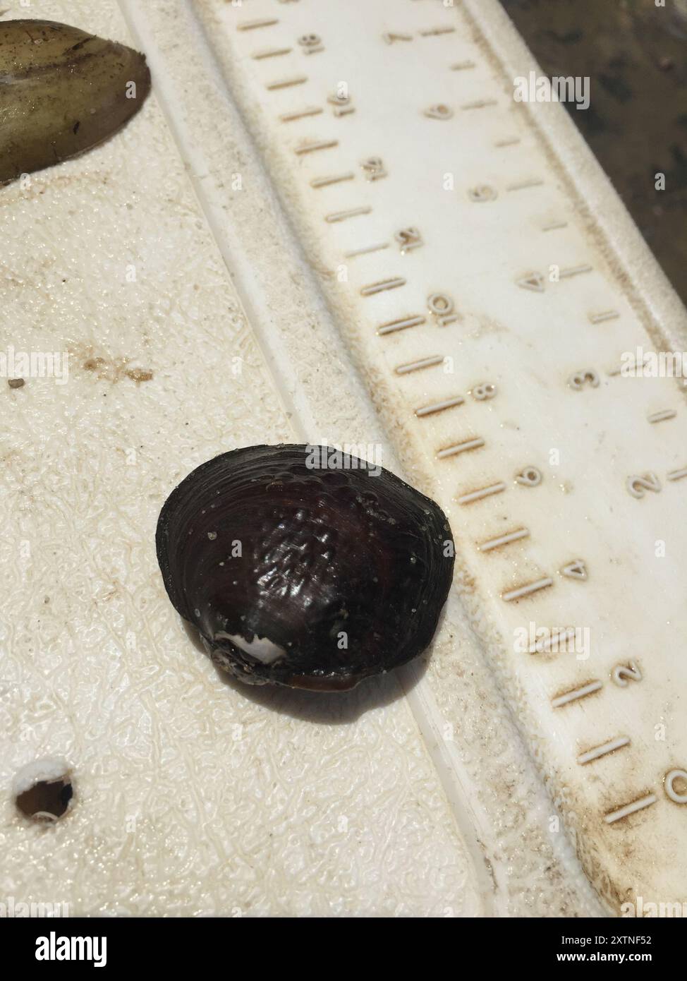 Pimpleback (Cyclonaias pustulosa) Mollusca Stock Photo - Alamy