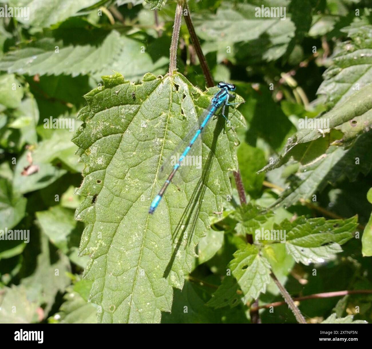 Azure Damselfly (Coenagrion puella) Insecta Stock Photo - Alamy
