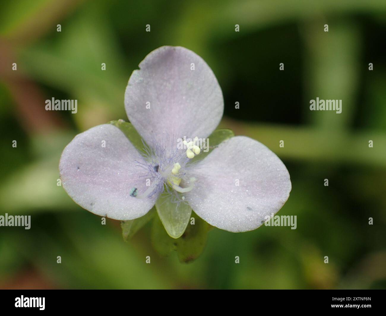 (Murdannia loriformis) Plantae Stock Photo - Alamy