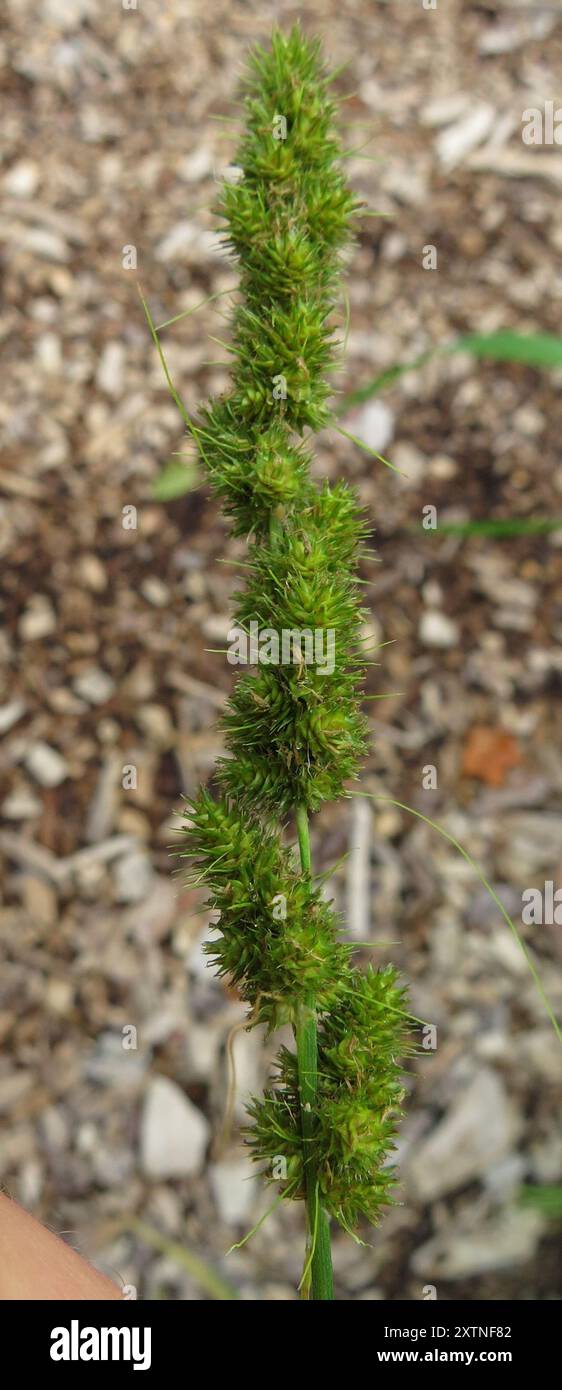fox sedge (Carex vulpinoidea) Plantae Stock Photo - Alamy