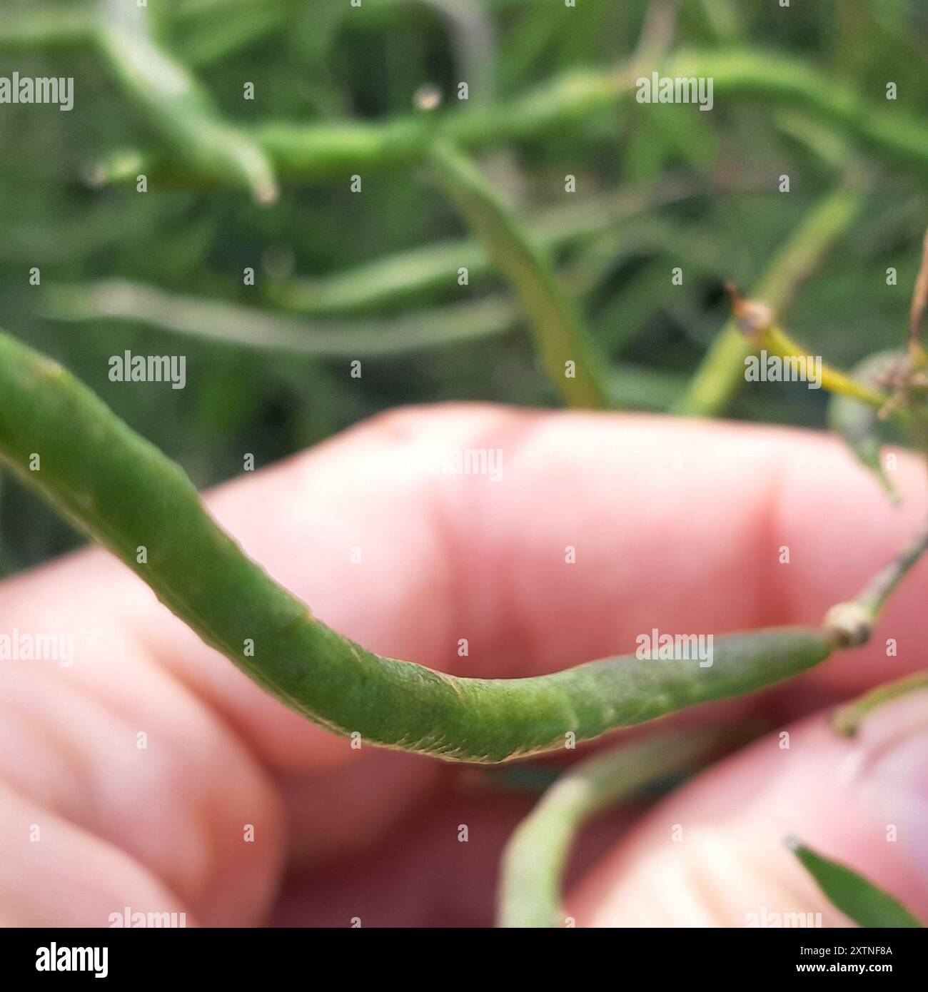 Wild Cabbage (Brassica oleracea oleracea) Plantae Stock Photo - Alamy