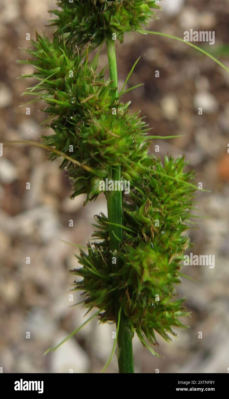 fox sedge (Carex vulpinoidea) Plantae Stock Photo - Alamy