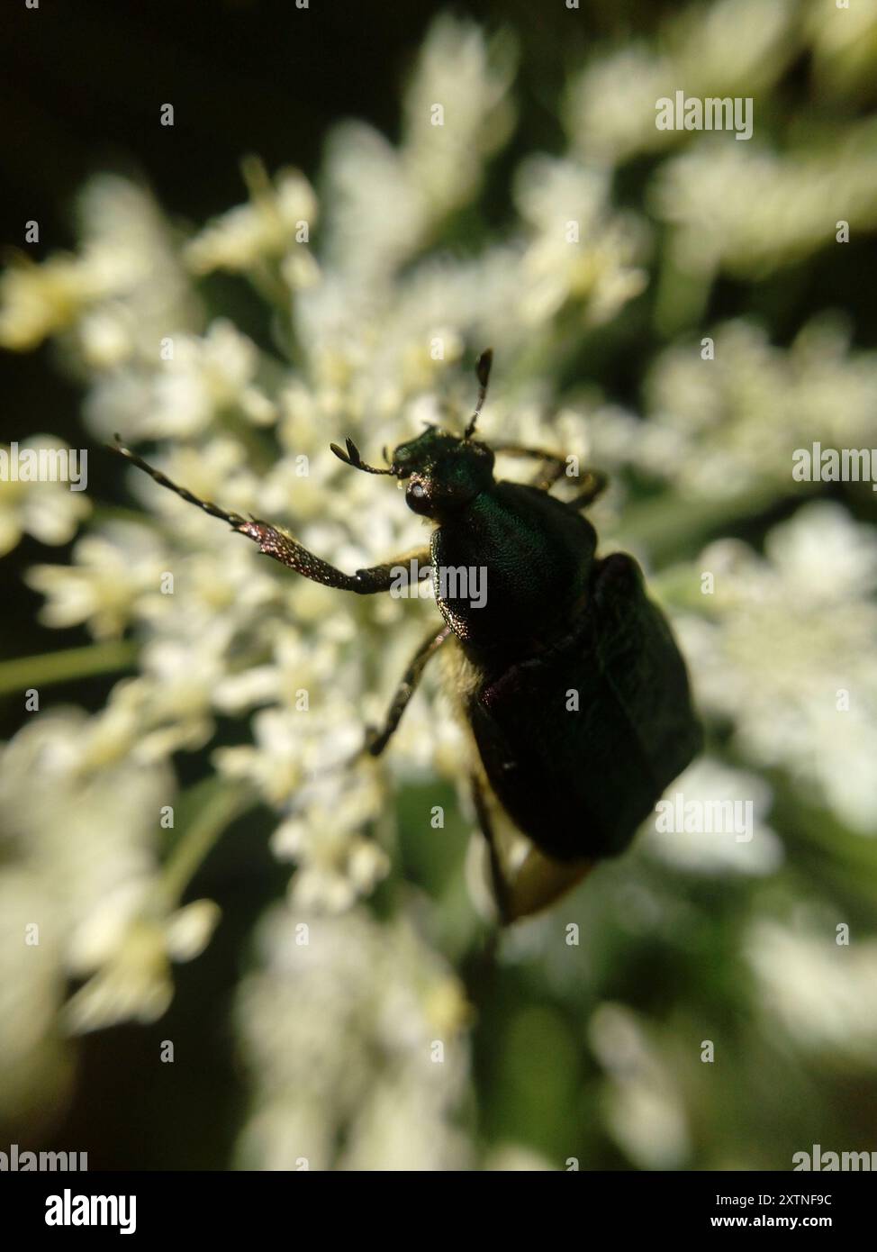 Gnorimus nobilis hi-res stock photography and images - Alamy