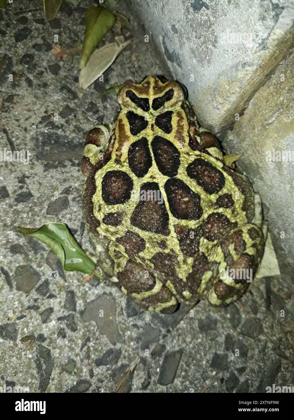 Western Leopard Toad (Sclerophrys pantherina) Amphibia Stock Photo - Alamy