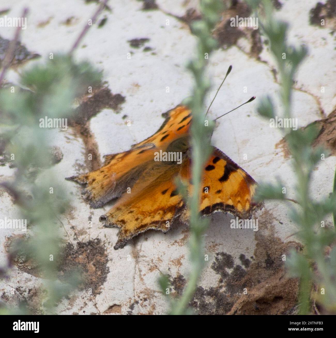 Zephyr zephyrus hi-res stock photography and images - Alamy