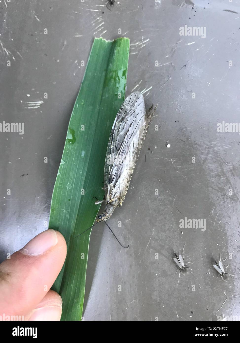 Spring and Summer Fishflies (Chauliodes) Insecta Stock Photo - Alamy