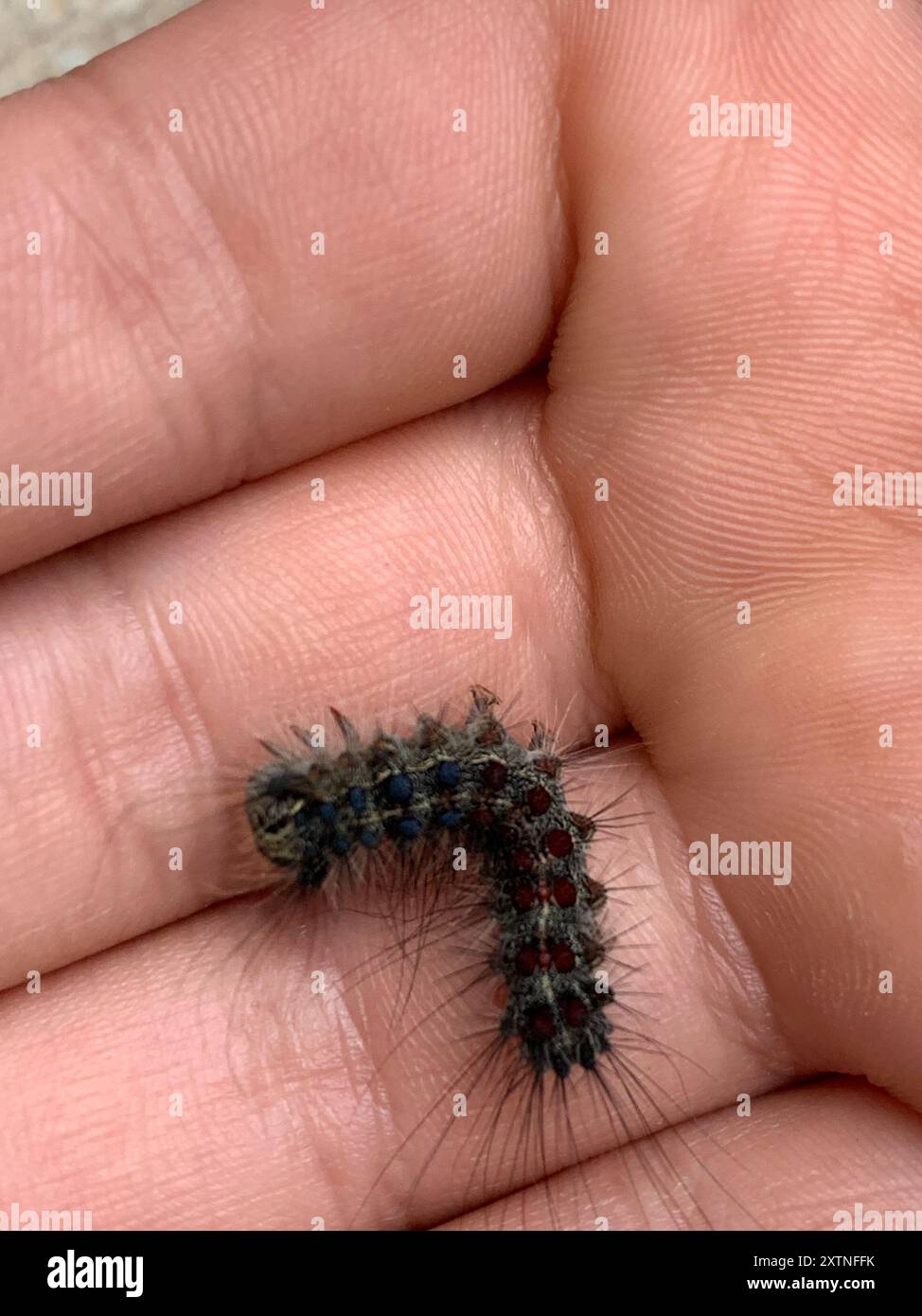 Spongy Moth (Lymantria dispar) Insecta Stock Photo - Alamy