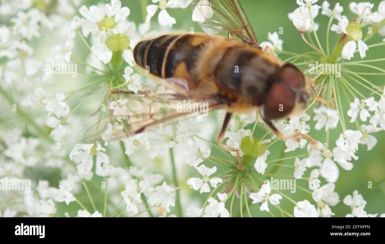 Tapered Drone Fly (Eristalis pertinax) Insecta Stock Photo - Alamy