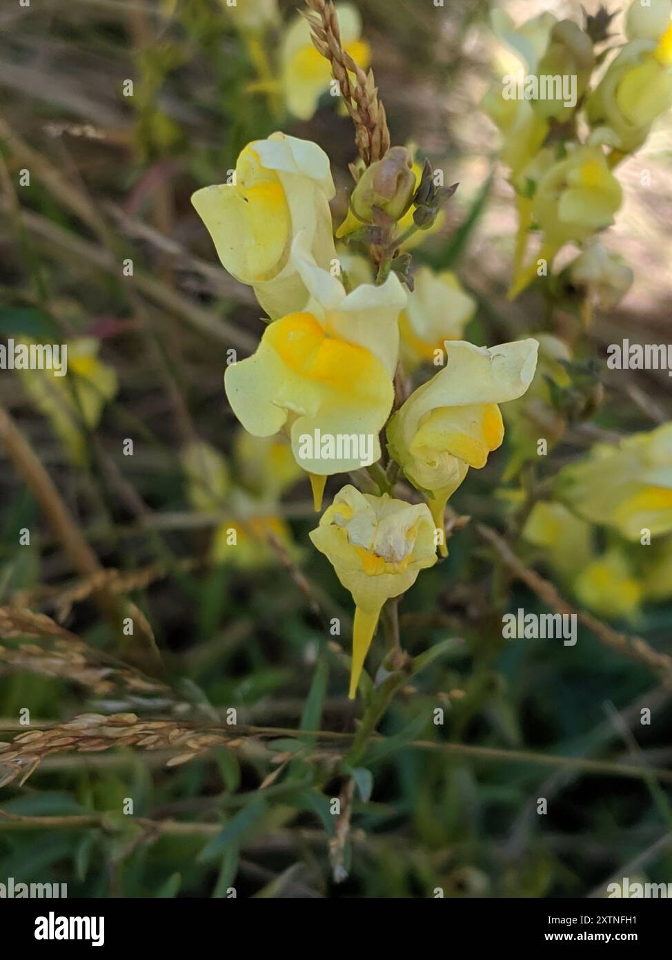 common toadflax (Linaria vulgaris) Plantae Stock Photo - Alamy