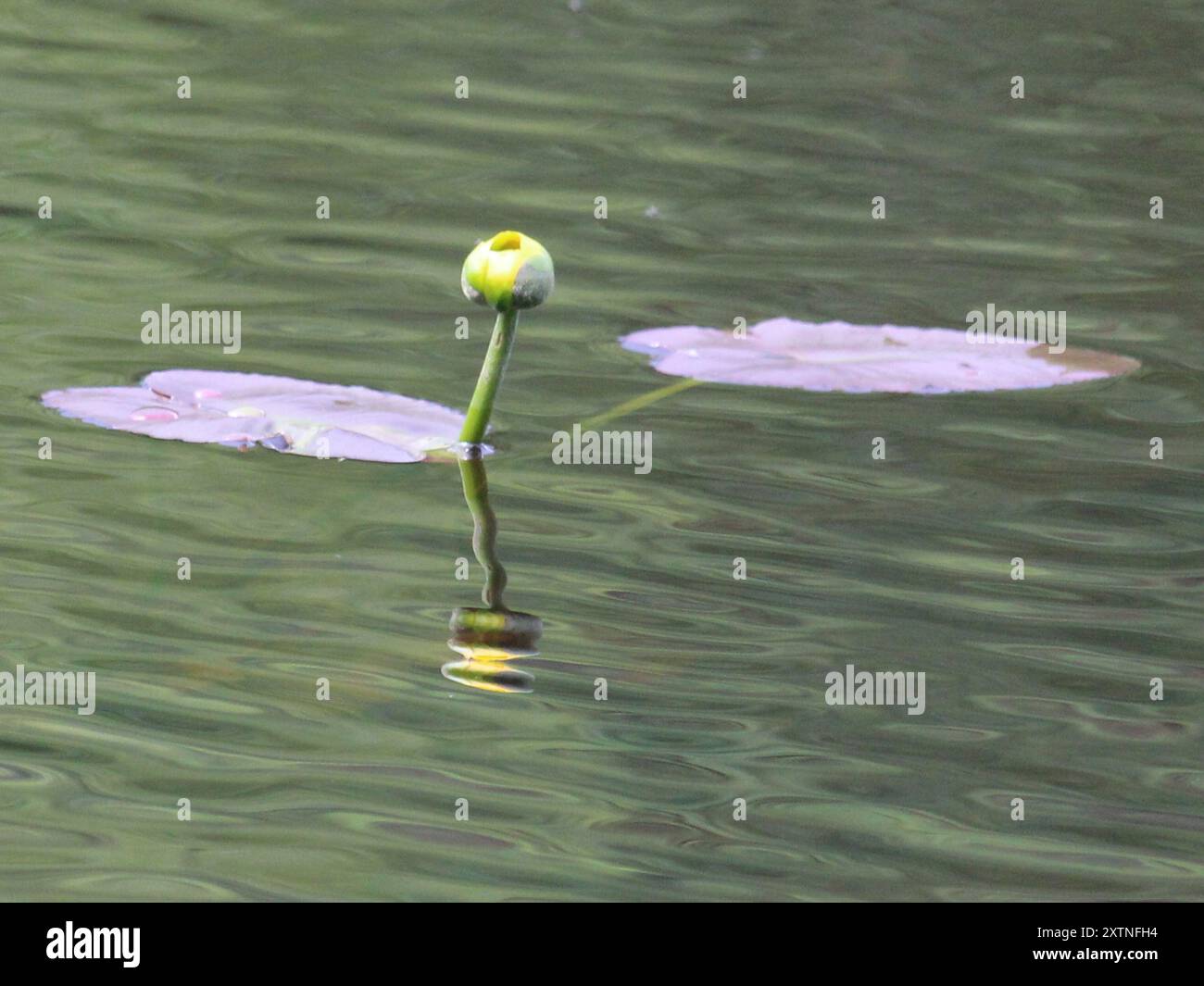 Variegated Yellow Pond-Lily (Nuphar variegata) Plantae Stock Photo - Alamy