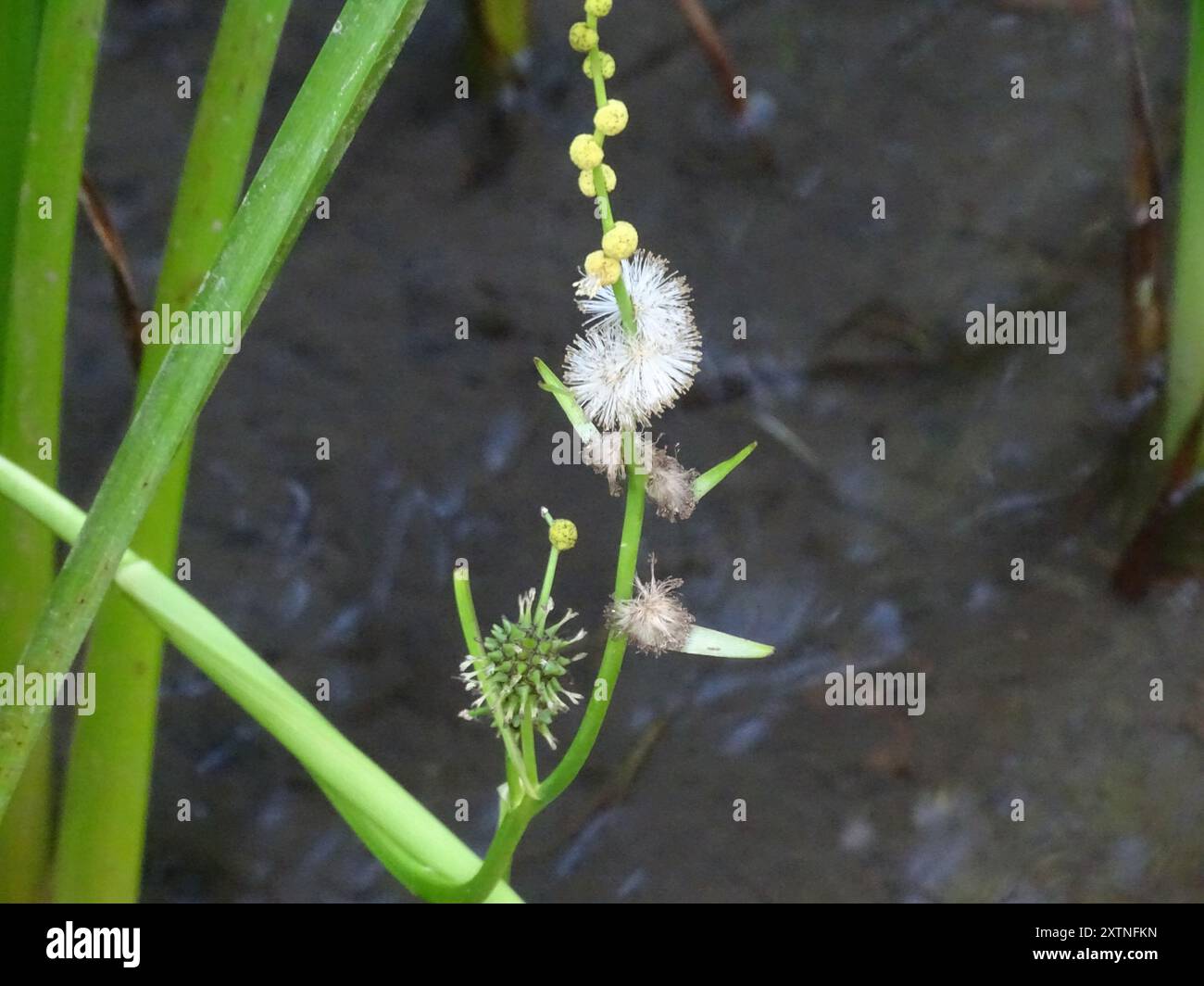 big bur-reed (Sparganium eurycarpum) Plantae Stock Photo - Alamy