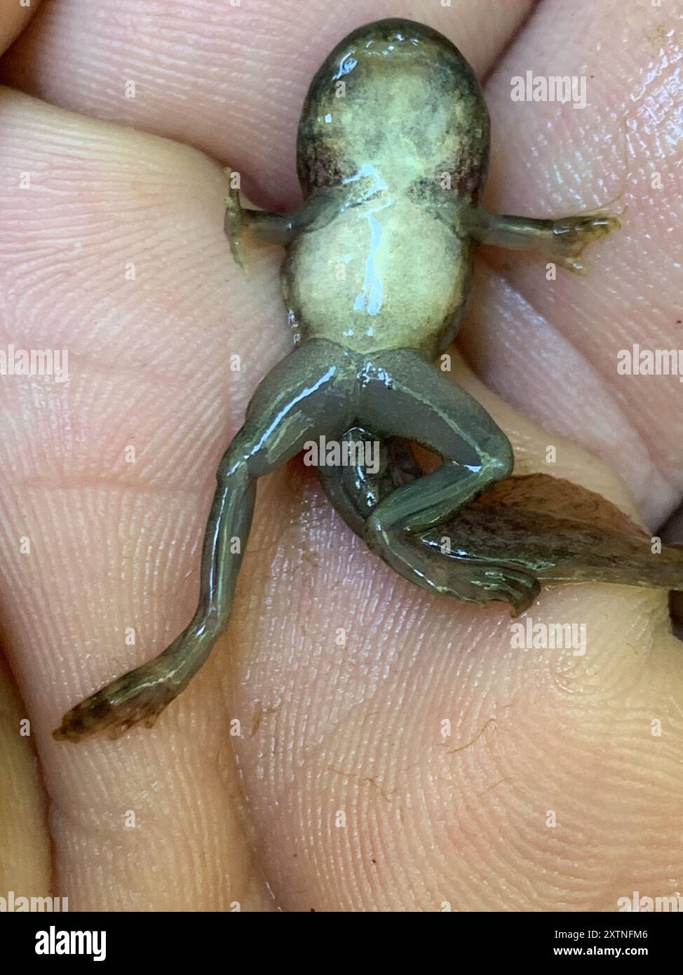 Foothill Yellow-legged Frog (Rana boylii) Amphibia Stock Photo - Alamy