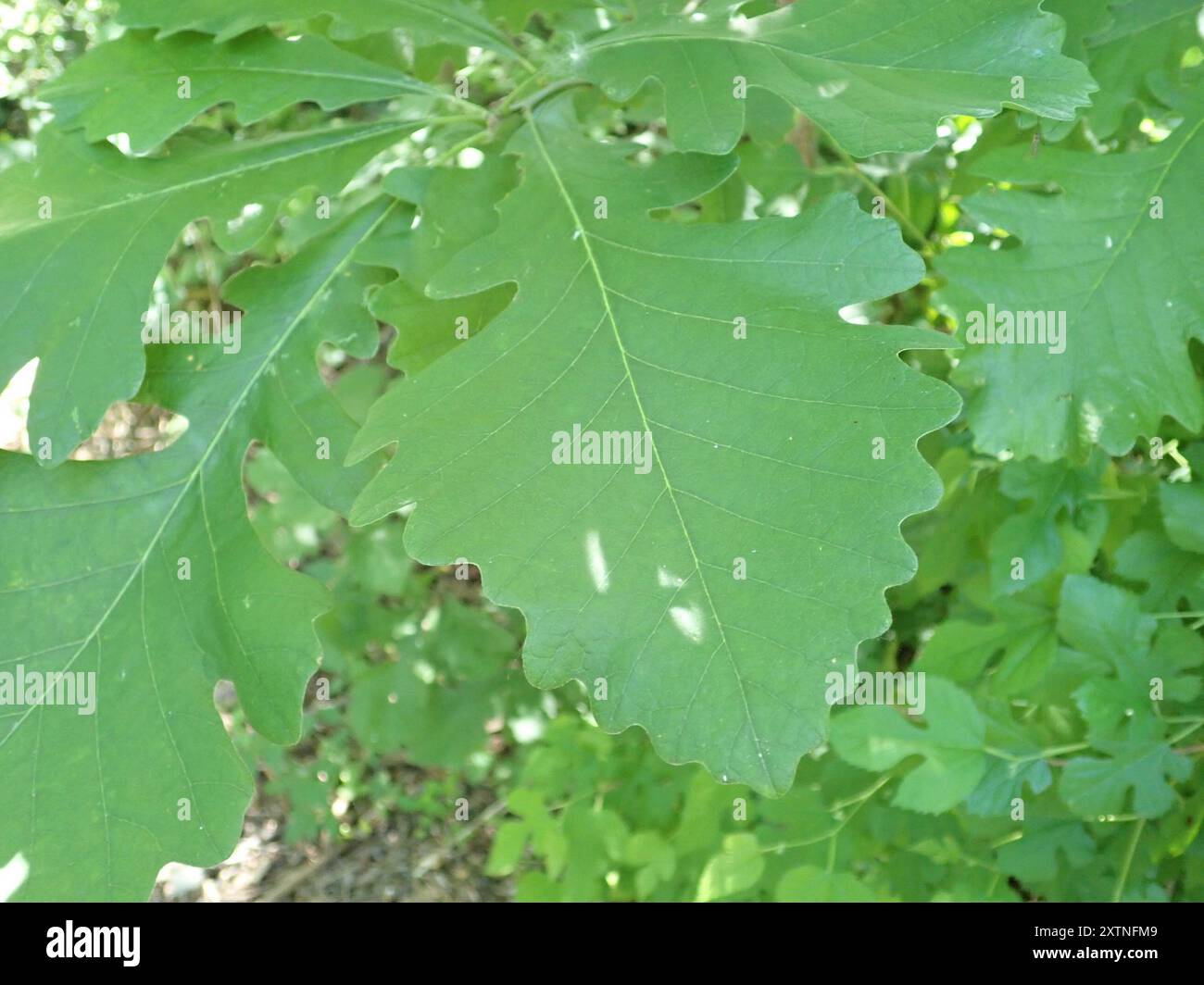 bur oak (Quercus macrocarpa) Plantae Stock Photo - Alamy