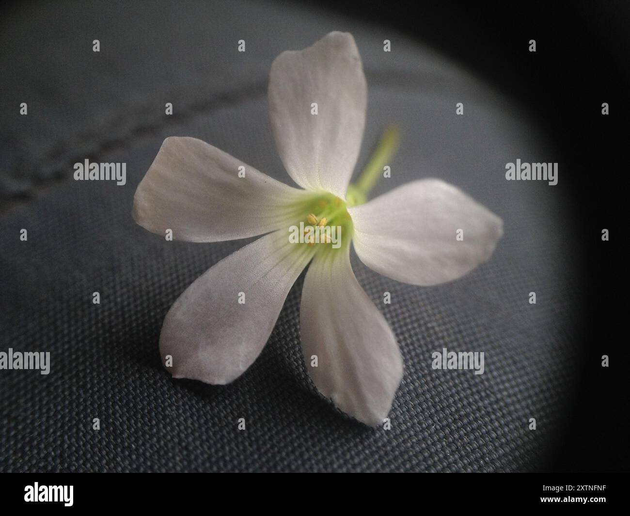 false shamrock (Oxalis triangularis) Plantae Stock Photo - Alamy