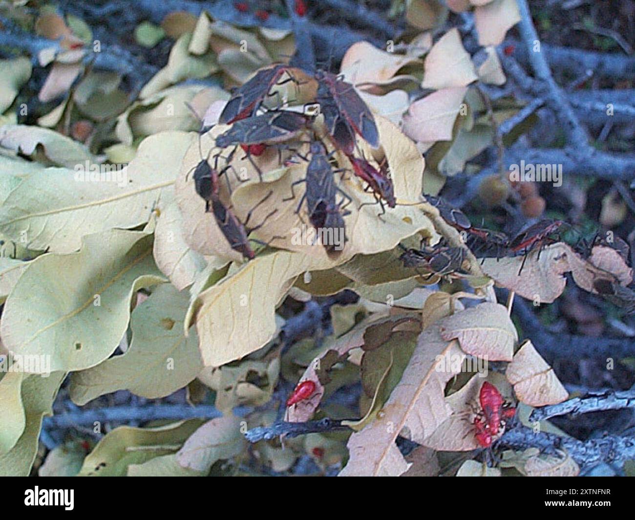 (Boisea fulcrata) Insecta Stock Photo - Alamy