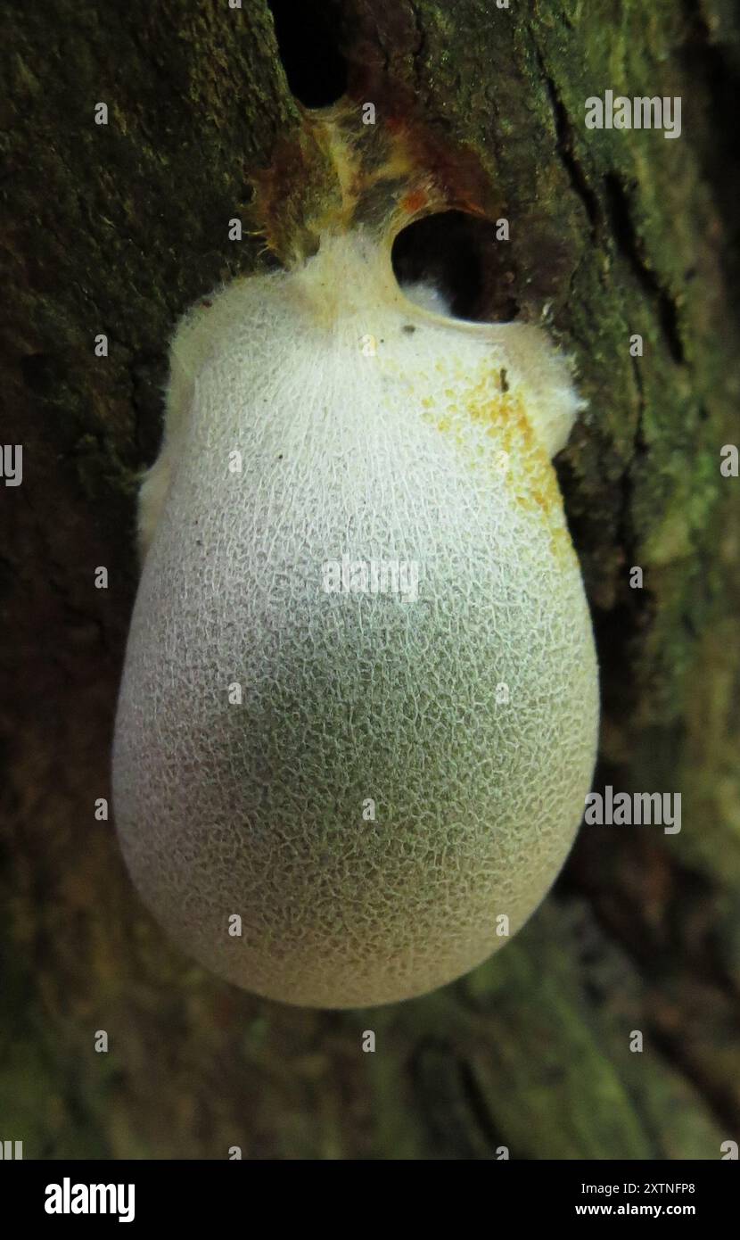 (Lycogala flavofuscum) Protozoa Stock Photo - Alamy