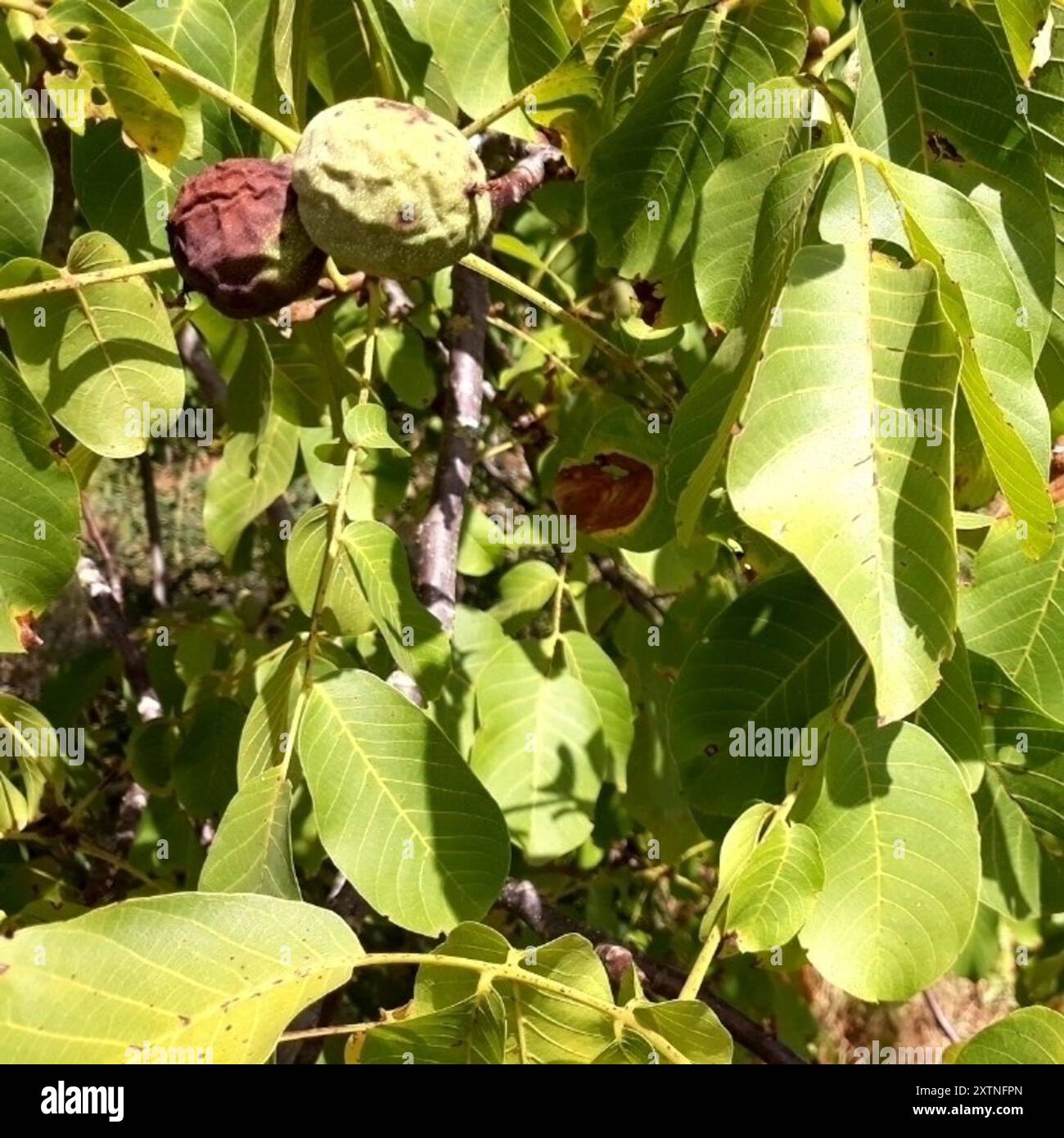 Persian walnut (Juglans regia) Plantae Stock Photo - Alamy
