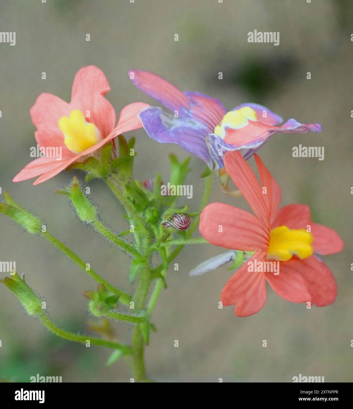 Common Lionface (Nemesia affinis) Plantae Stock Photo - Alamy