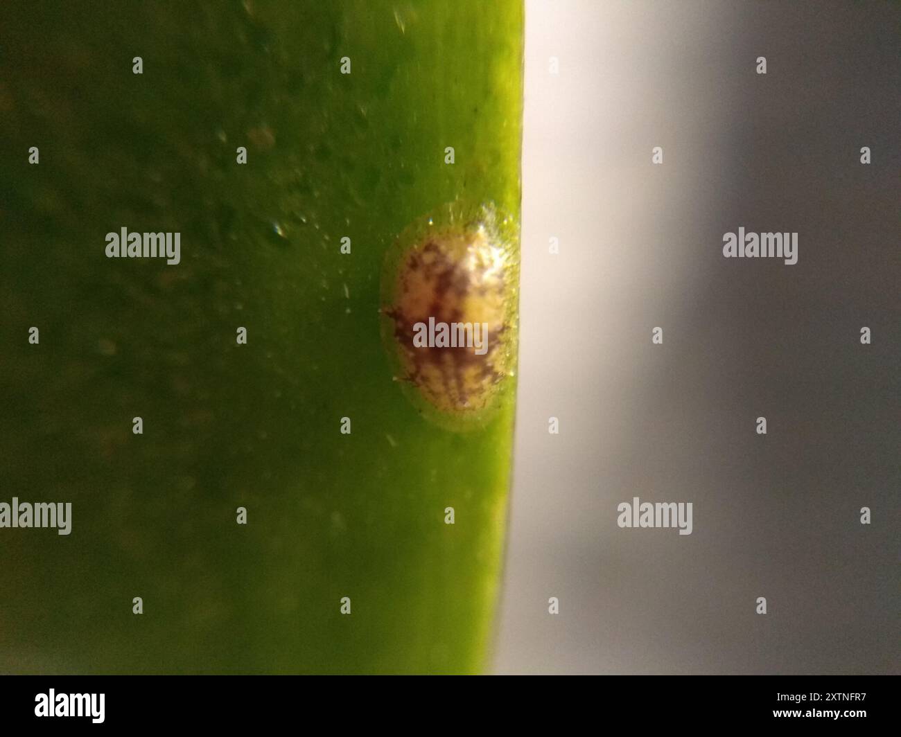 Brown Soft Scale (Coccus hesperidum) Insecta Stock Photo - Alamy