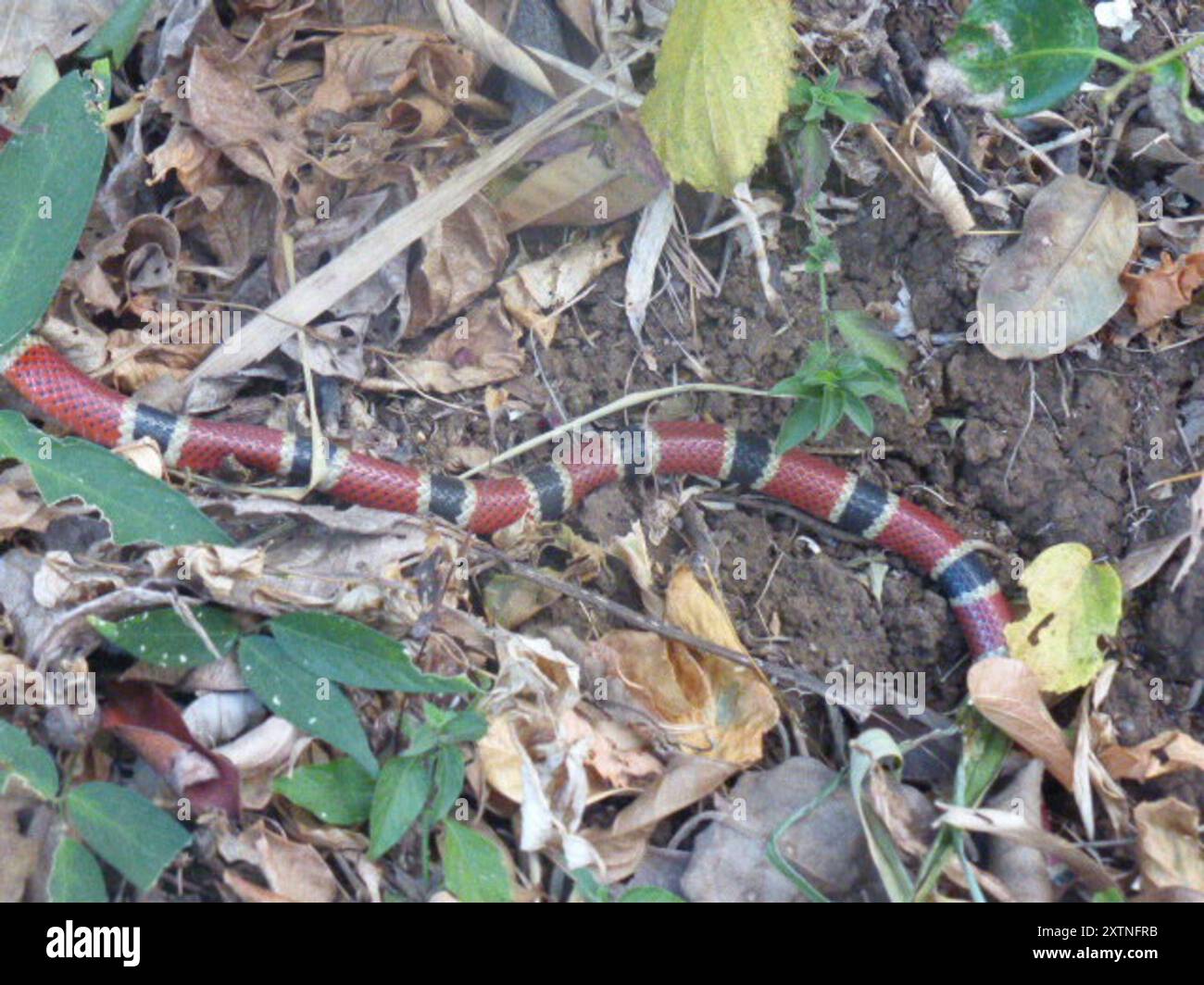 Central American Coralsnake (Micrurus nigrocinctus) Reptilia Stock ...