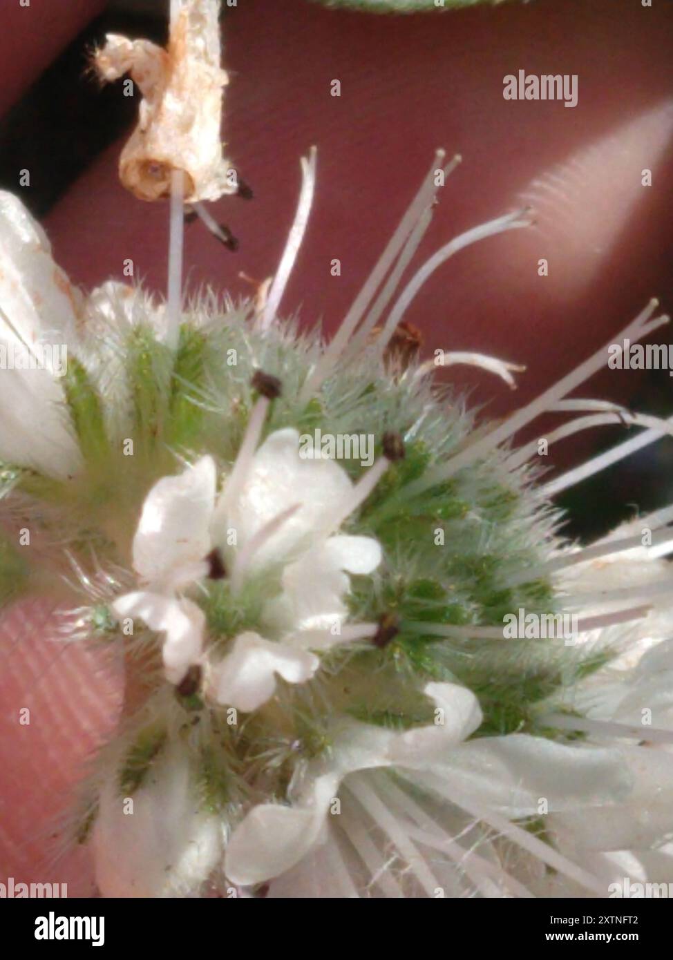 ballhead waterleaf (Hydrophyllum capitatum) Plantae Stock Photo - Alamy