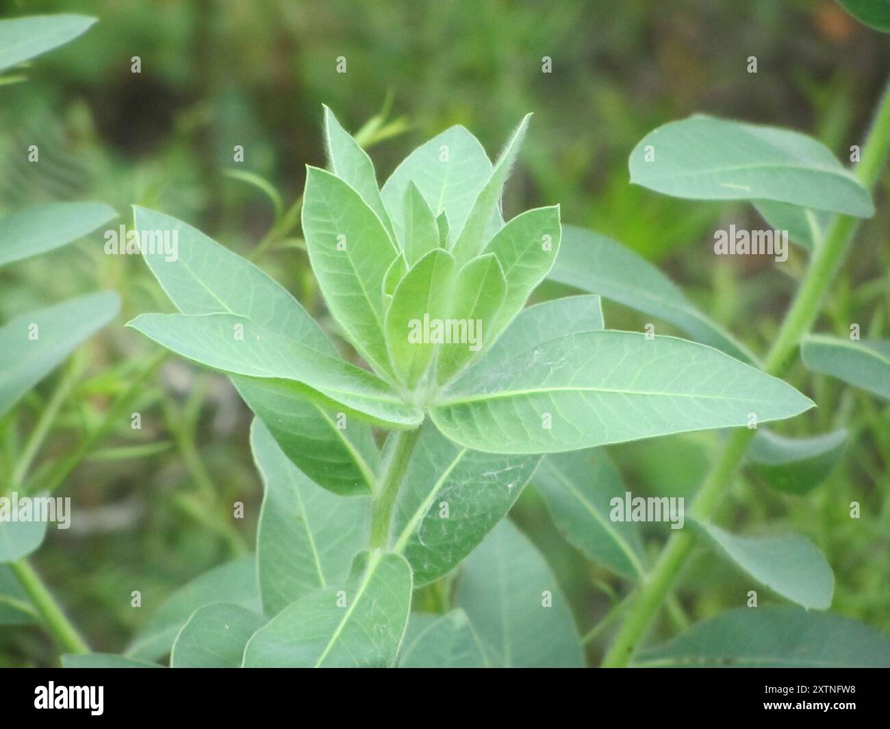 plants (Plantae) Plantae Stock Photo - Alamy