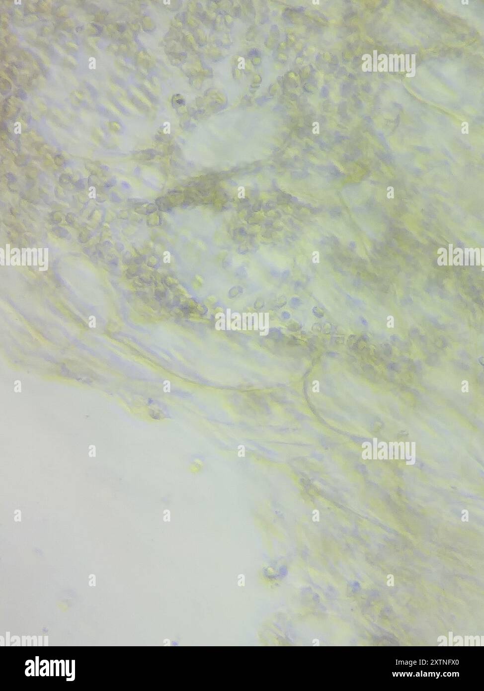 Phloeomana hi-res stock photography and images - Alamy