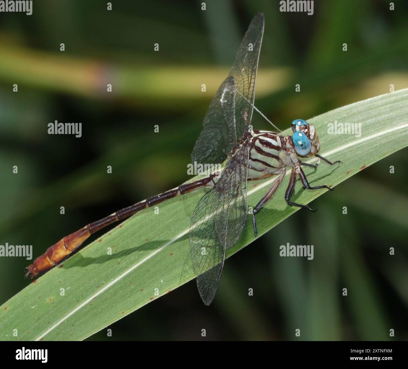 Stylurus plagiatus hi-res stock photography and images - Alamy