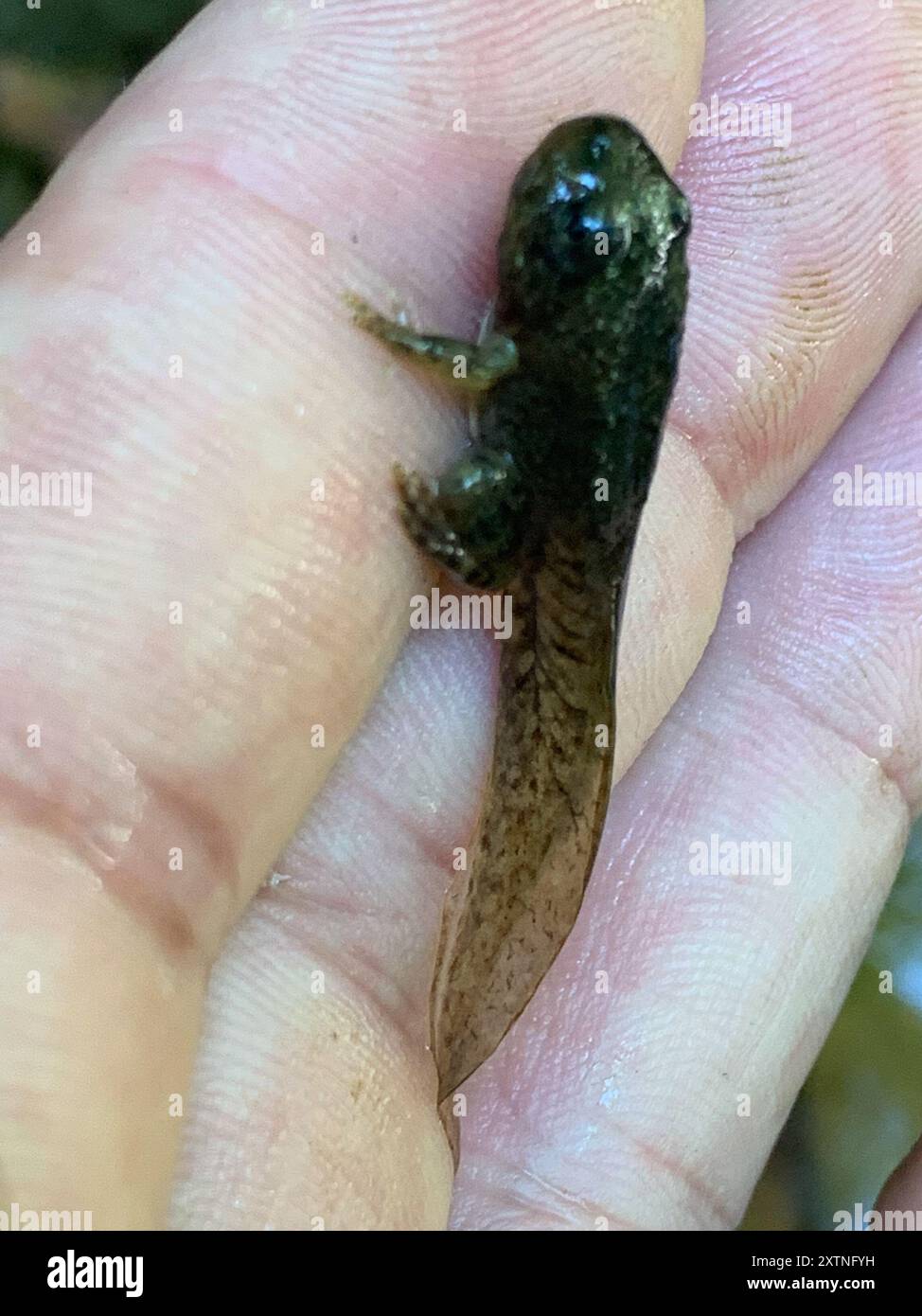 Foothill Yellow-legged Frog (Rana boylii) Amphibia Stock Photo - Alamy