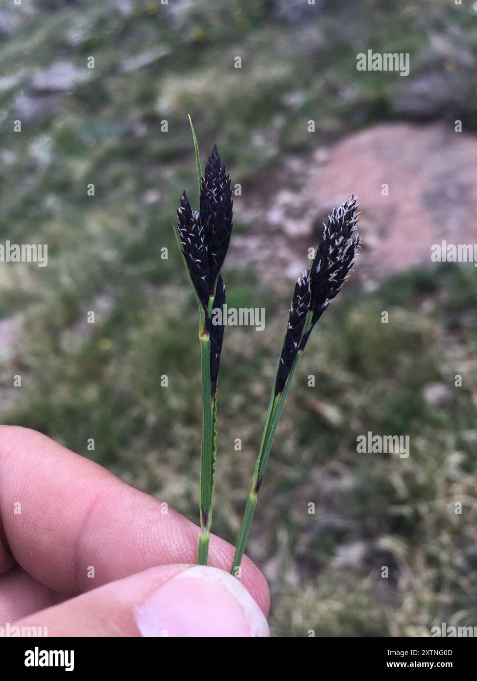 Copper-scale Sedge (Carex chalciolepis) Plantae Stock Photo - Alamy