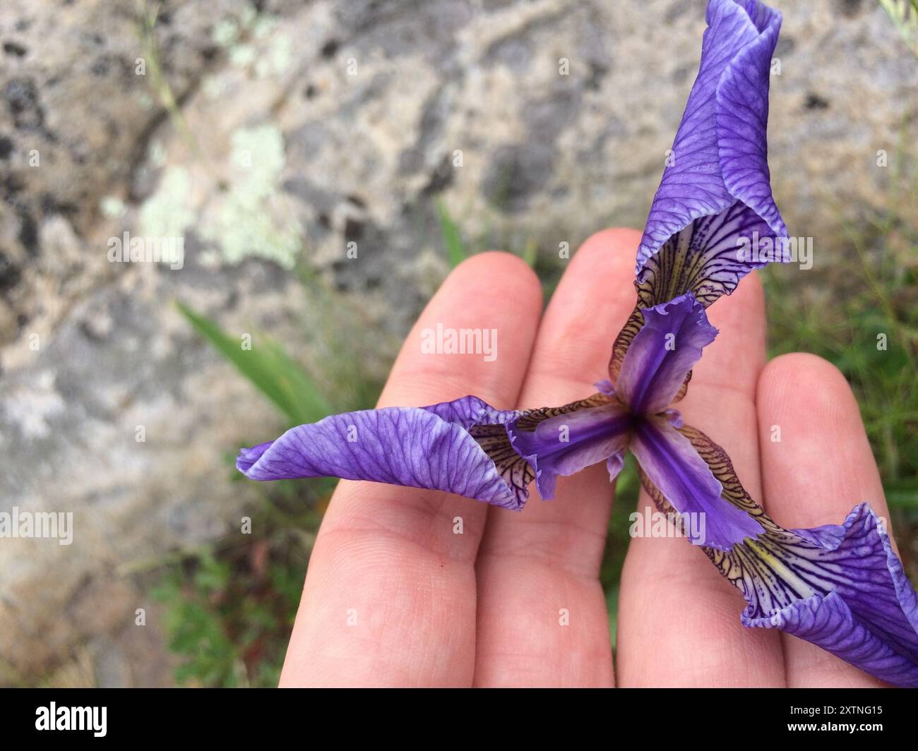 beach-head iris (Iris hookeri) Plantae Stock Photo - Alamy
