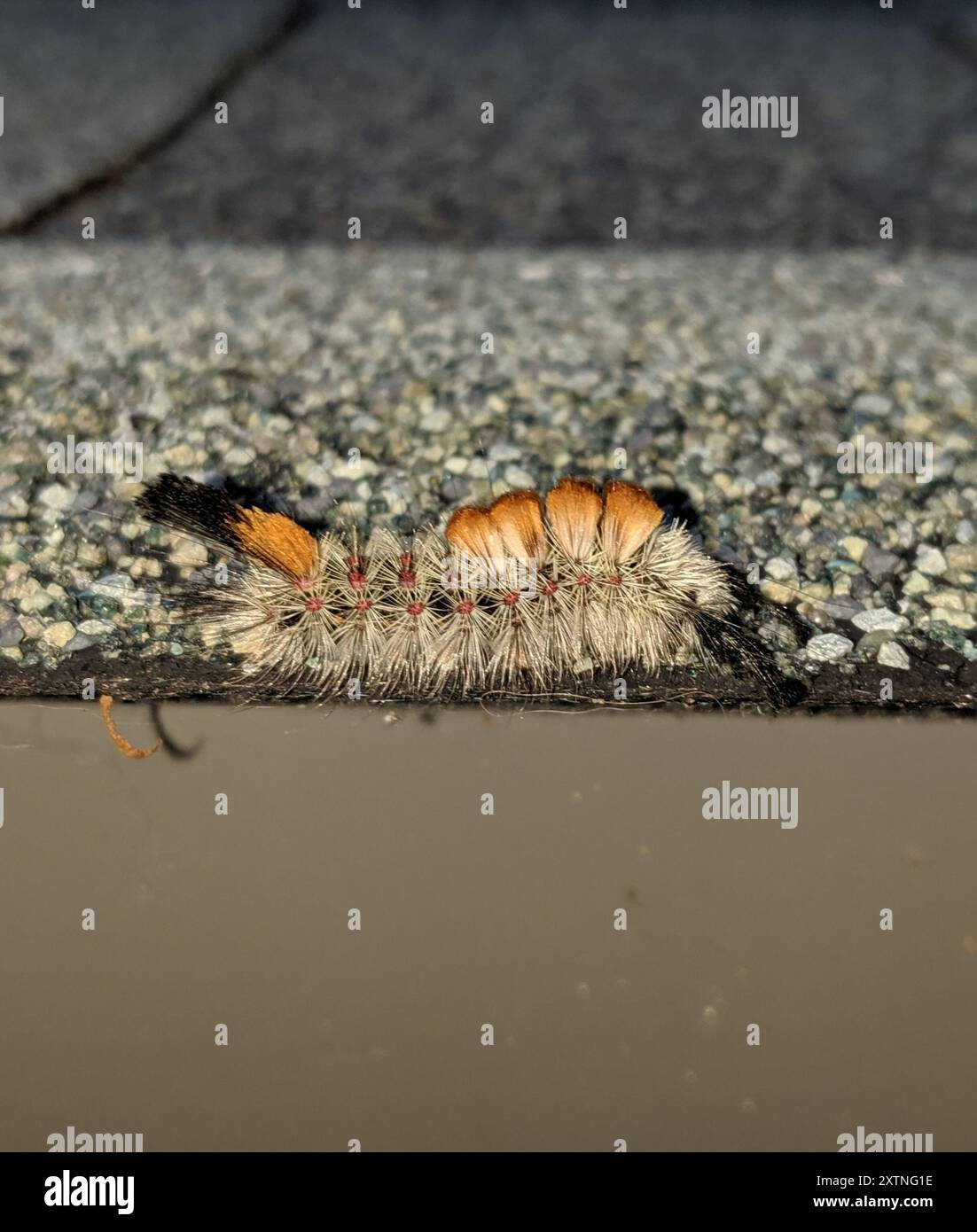 Douglas-fir tussock moth (Orgyia pseudotsugata) Insecta Stock Photo - Alamy